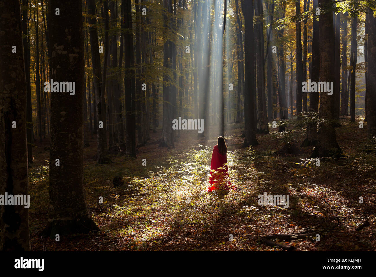 Little Red Riding Hood Forest