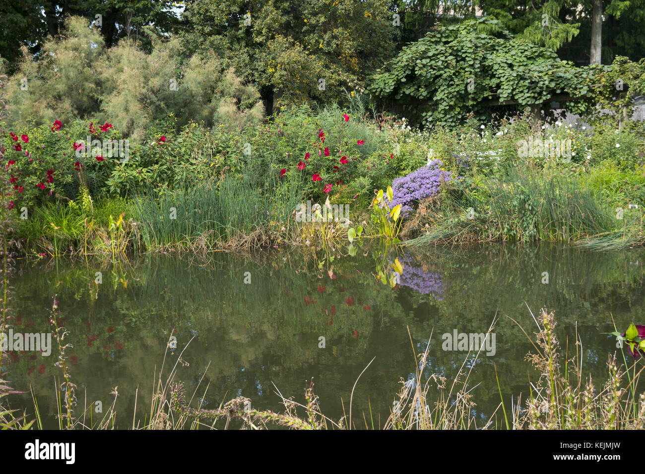 Looking across a pond in the Water Garden at the Brooklyn Botanic ...