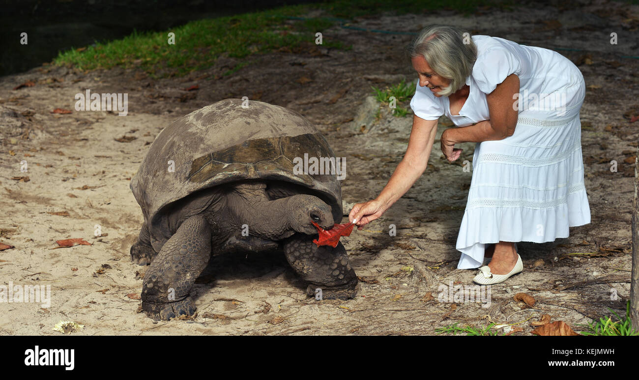 senior woman with turtle Stock Photo - Alamy