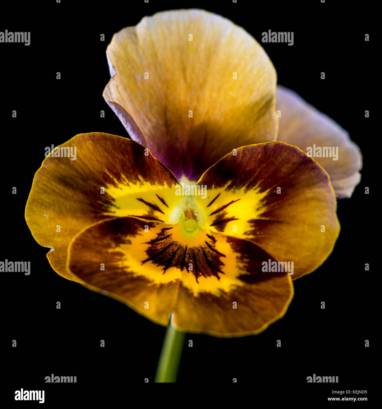 Little viola hi-res stock photography and images - Alamy