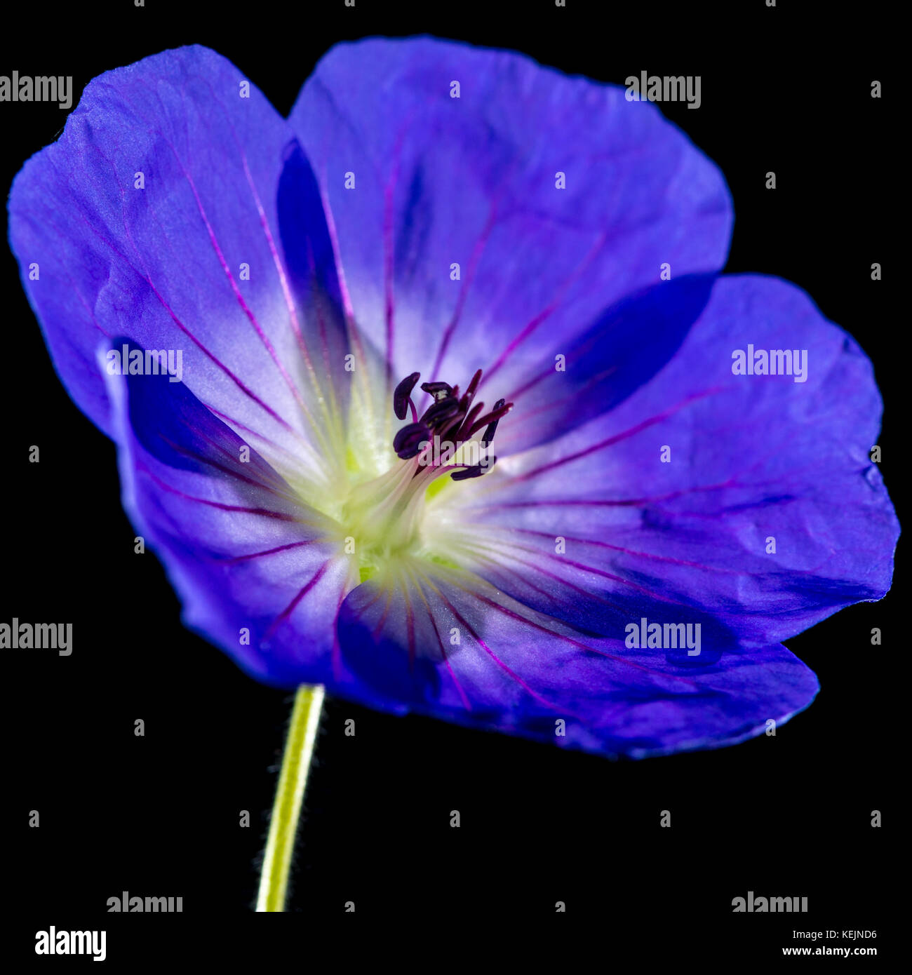 Geranium rozanne hi-res stock photography and images - Alamy