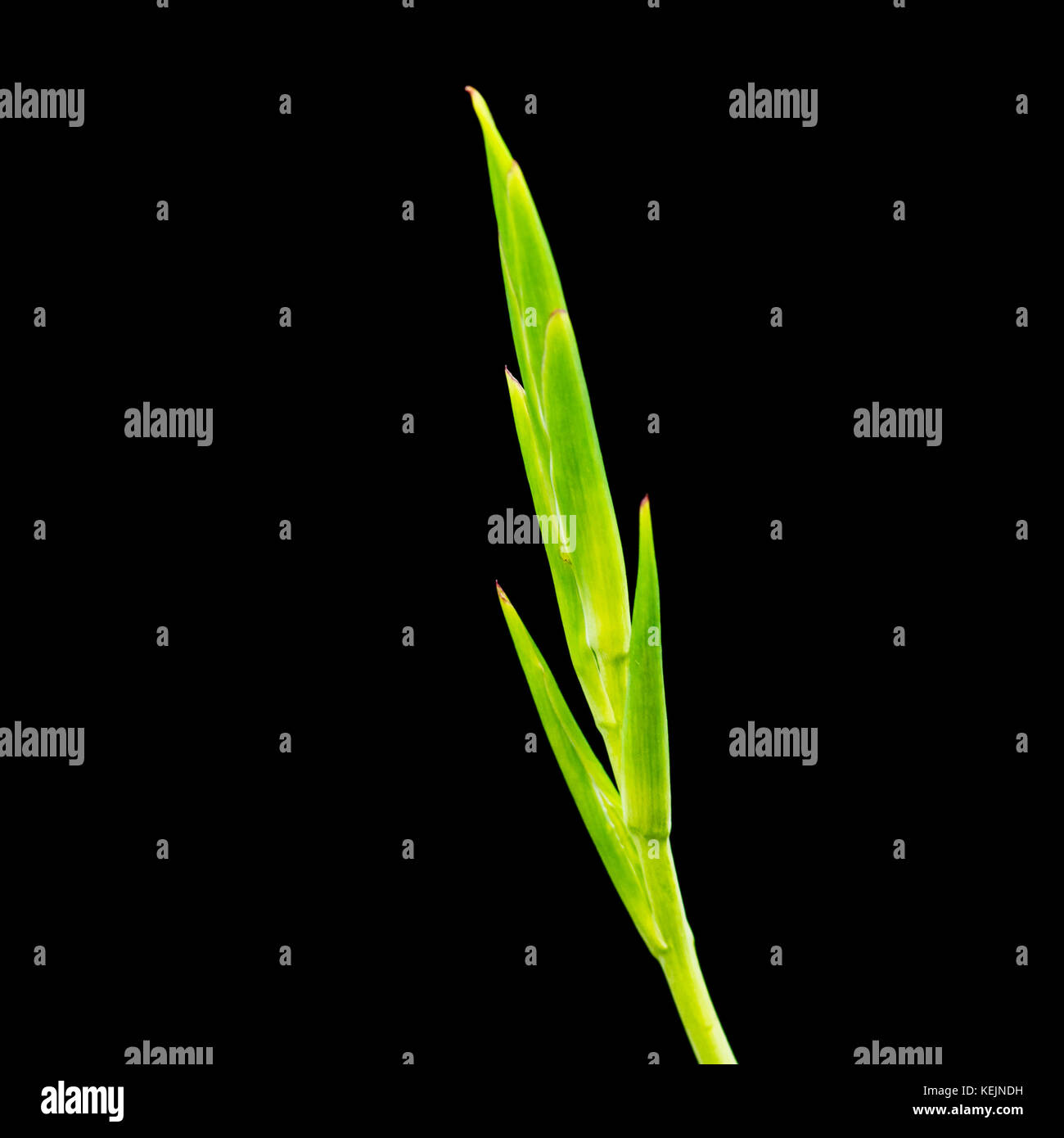 A macro shot of a river lily flower bud Stock Photo - Alamy