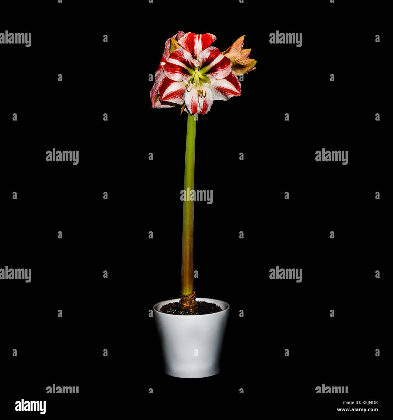 Amaryllis pot hi-res stock photography and images - Alamy