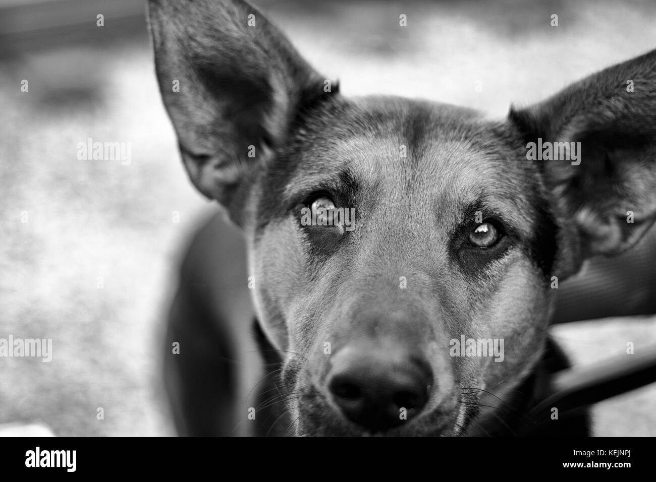 close-up portrait of an Alsatian mix dog (Canis lupus familiaris Stock ...