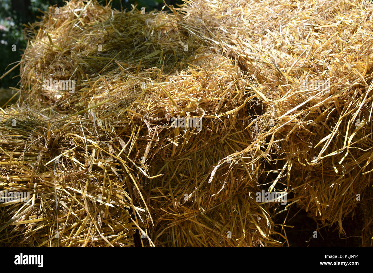 Bales of dry hay in summertime Stock Photo - Alamy