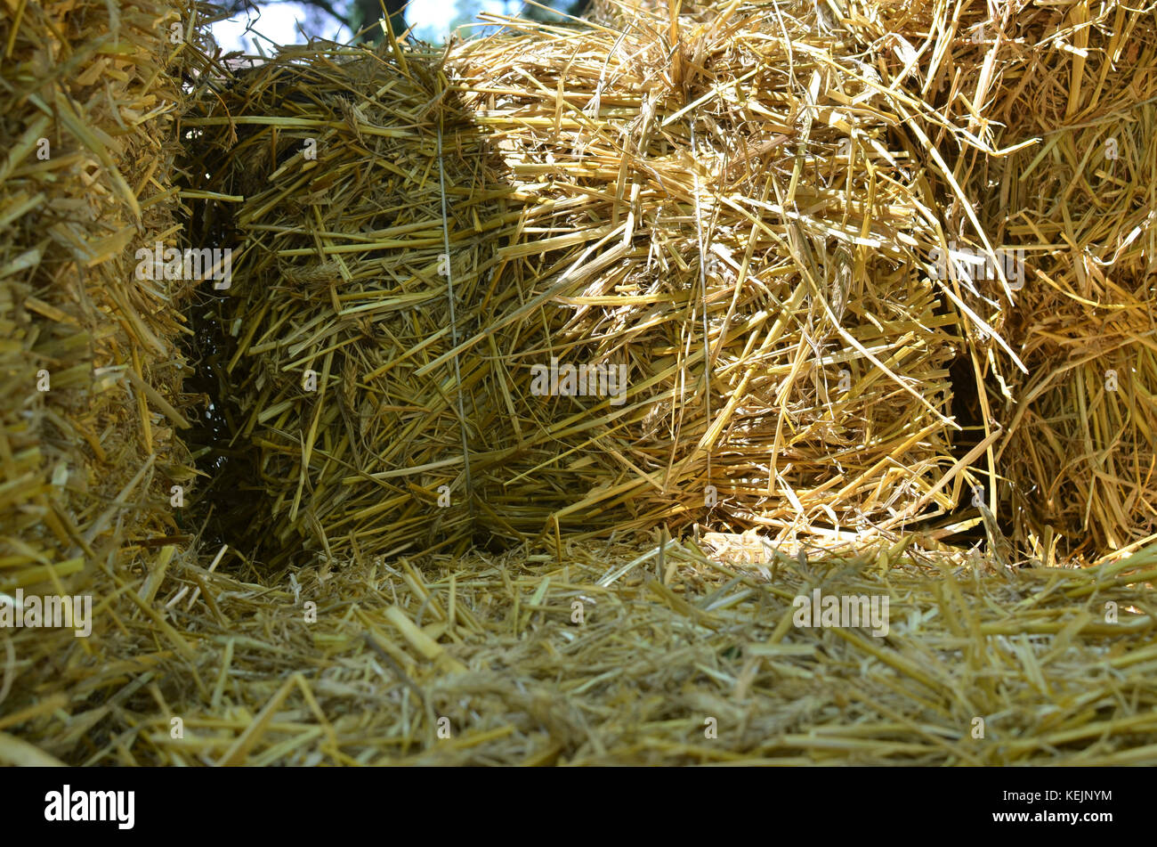 Close-up of dry hay or yellow straw just after harvest Stock Photo - Alamy