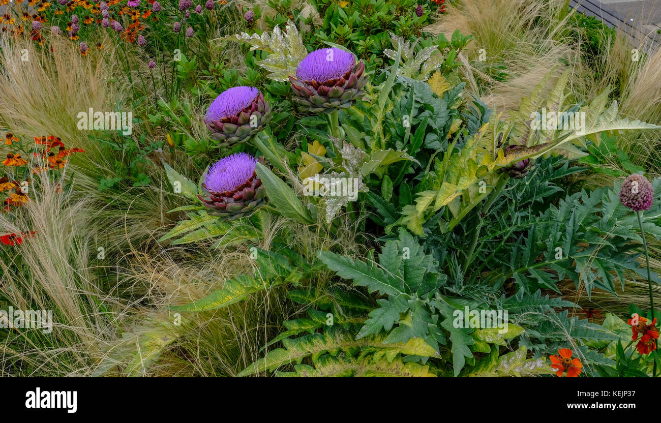 Ornamental artichokes hi-res stock photography and images - Alamy