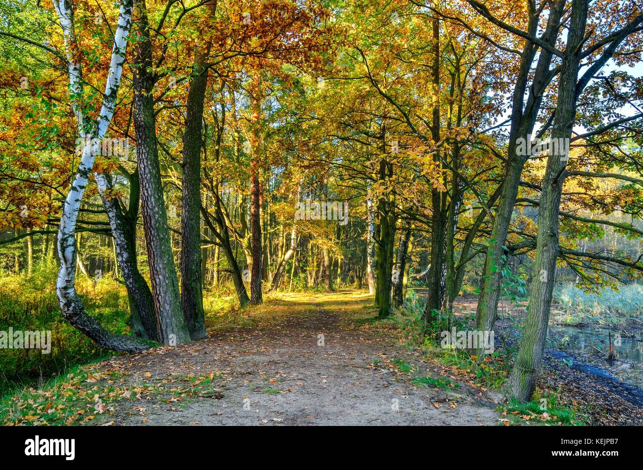 Beautiful autumn landscape. Path among colorful trees in the forest ...