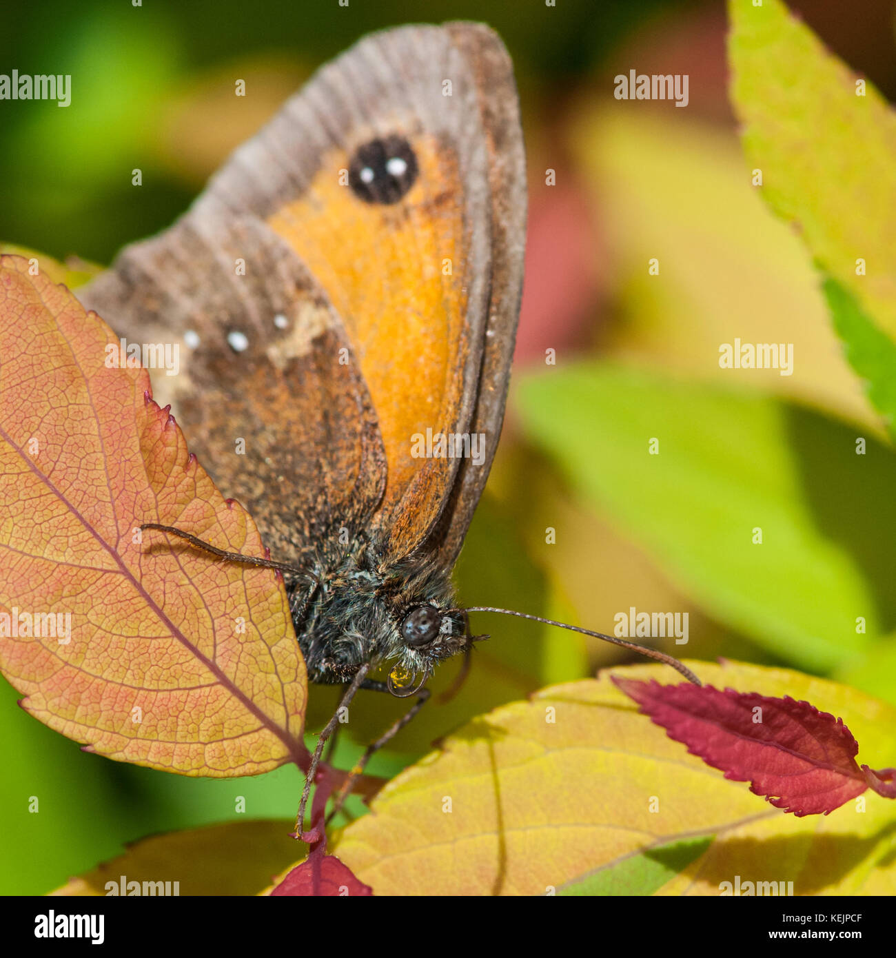A close-up of a gatekeeper butterfly Stock Photo - Alamy