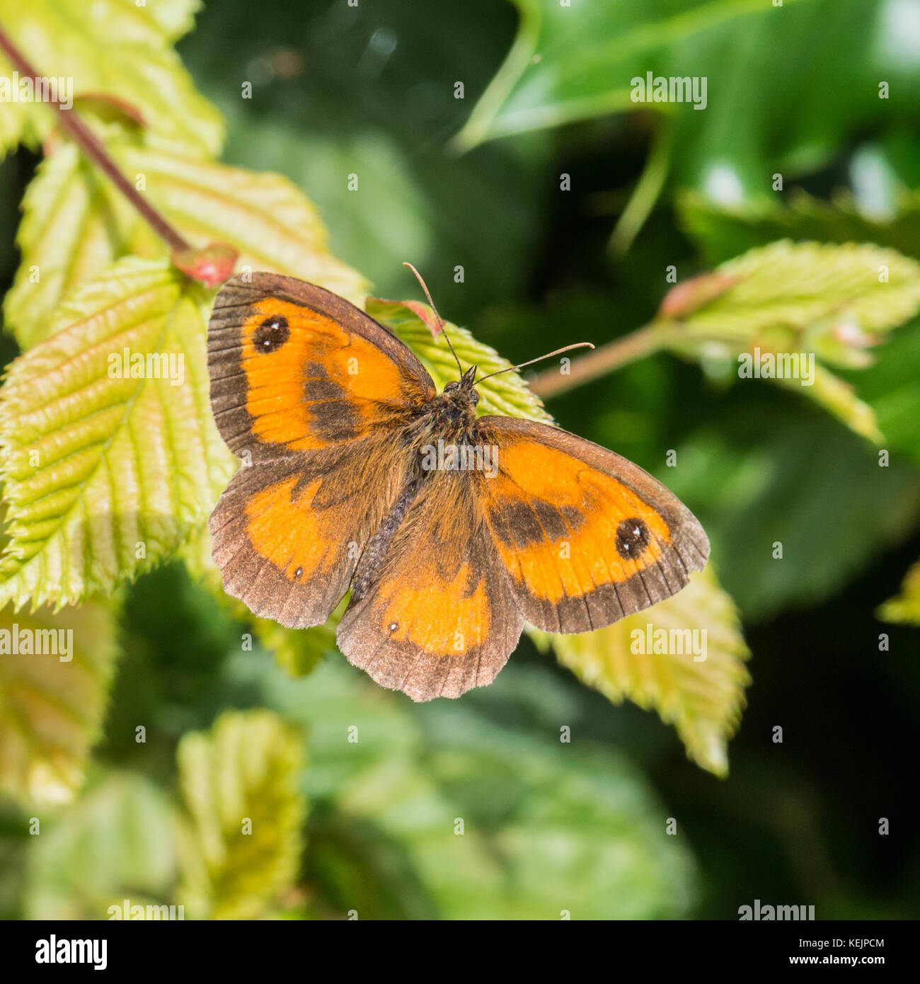 A gatekeeper butterfly suns itself with wide open wings Stock Photo - Alamy