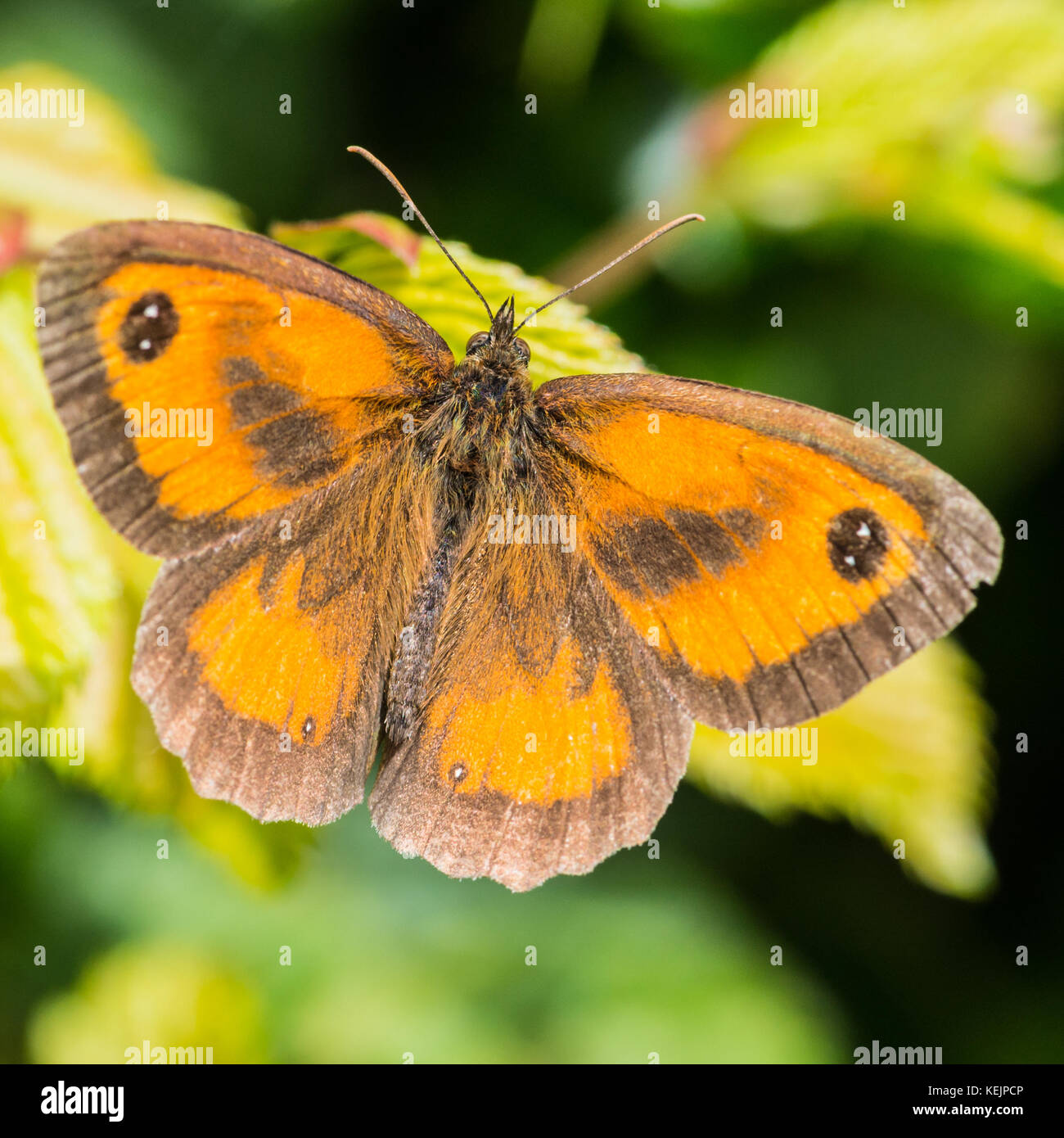 Butterfly with wings wide hi-res stock photography and images - Alamy