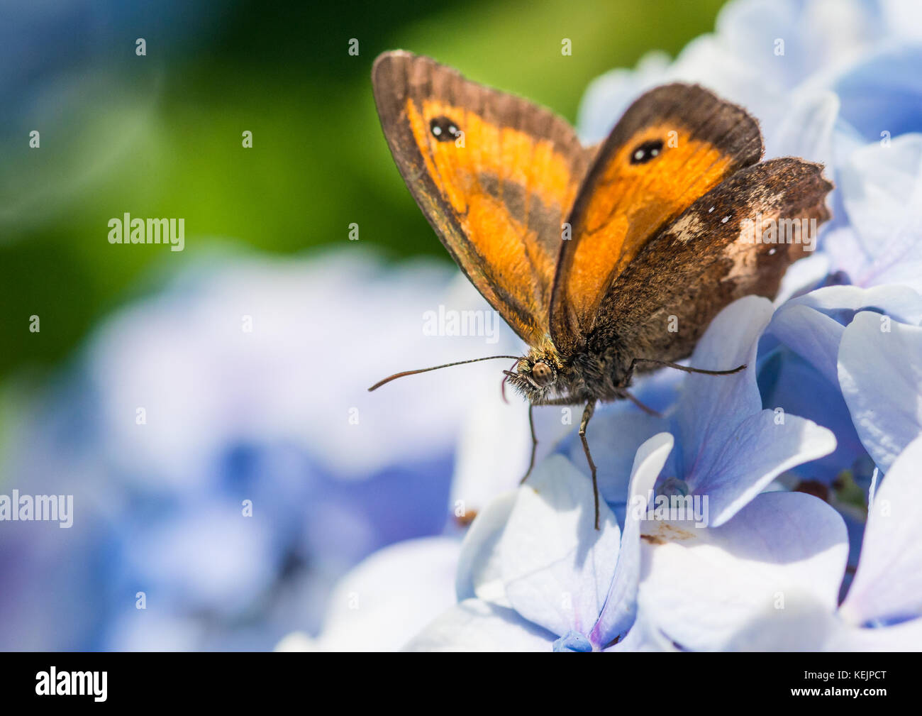 A macro shot of a gatekeeper butterfly collecting pollen from a blue ...