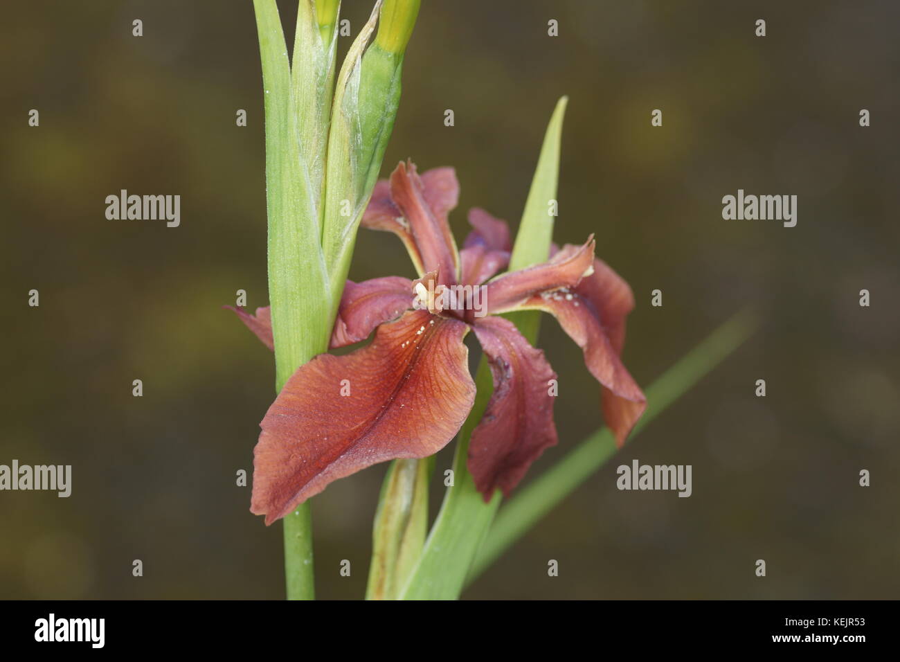 Copper Iris (Iris fulva Stock Photo - Alamy