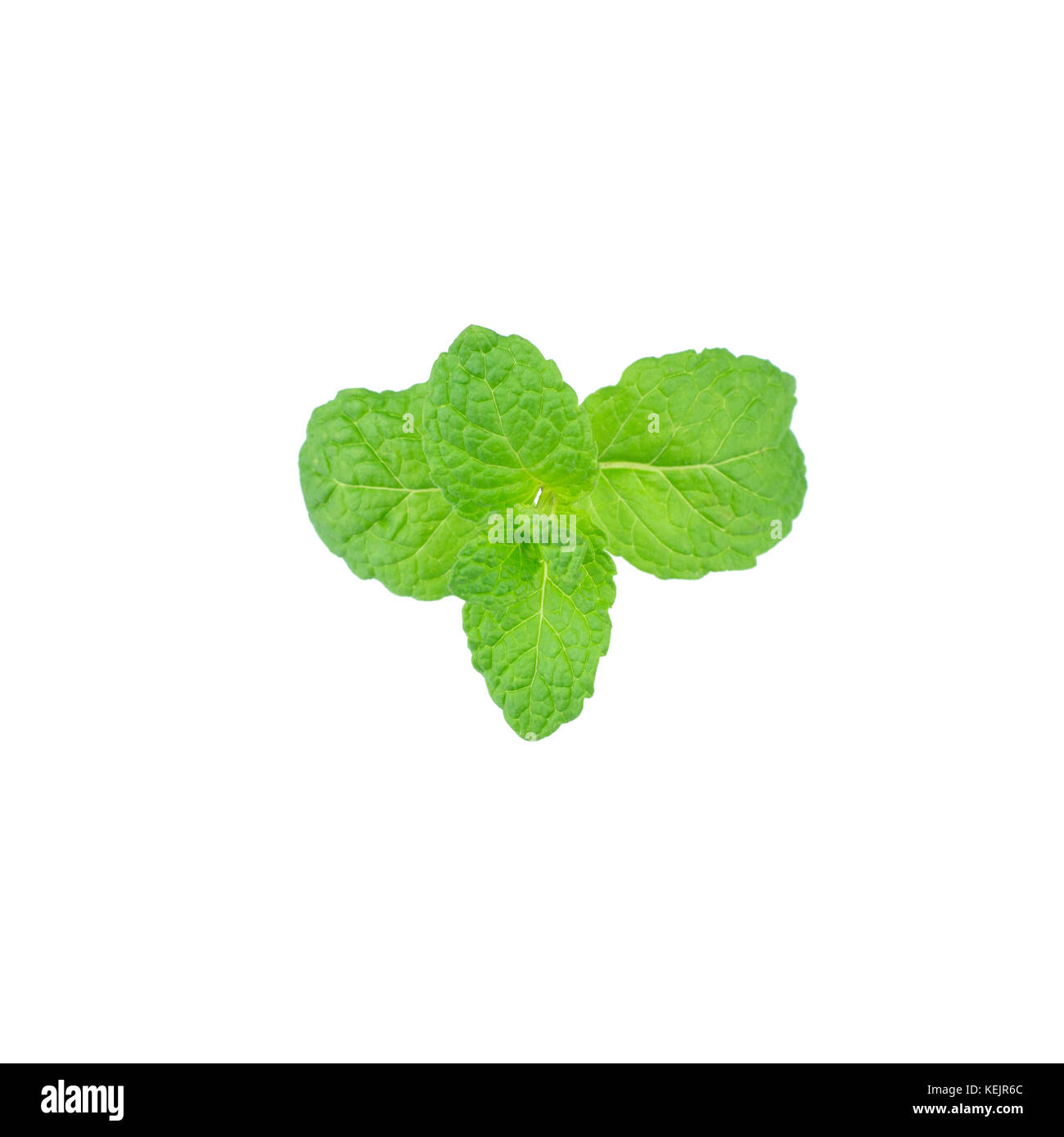Mint leaf green plants isolated on white background, peppermint ...