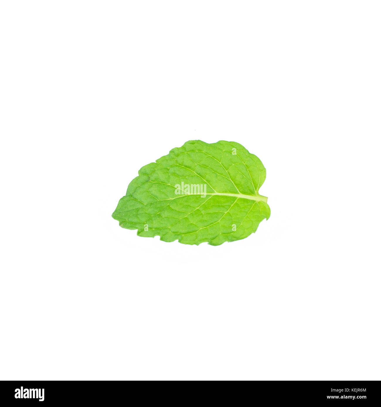 Single mint leaf isolated on white background Stock Photo - Alamy