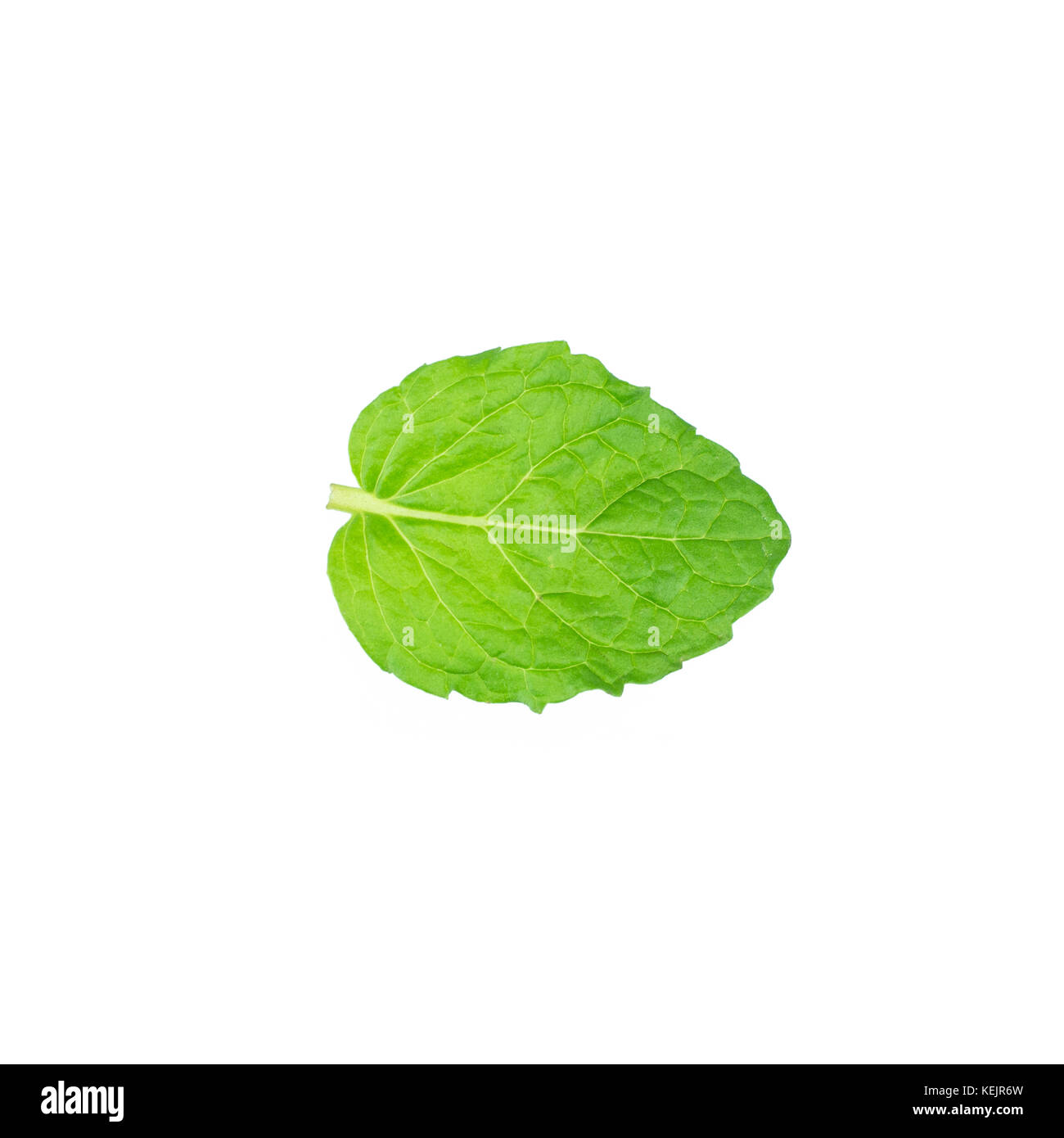 Single mint leaf isolated on white background Stock Photo - Alamy