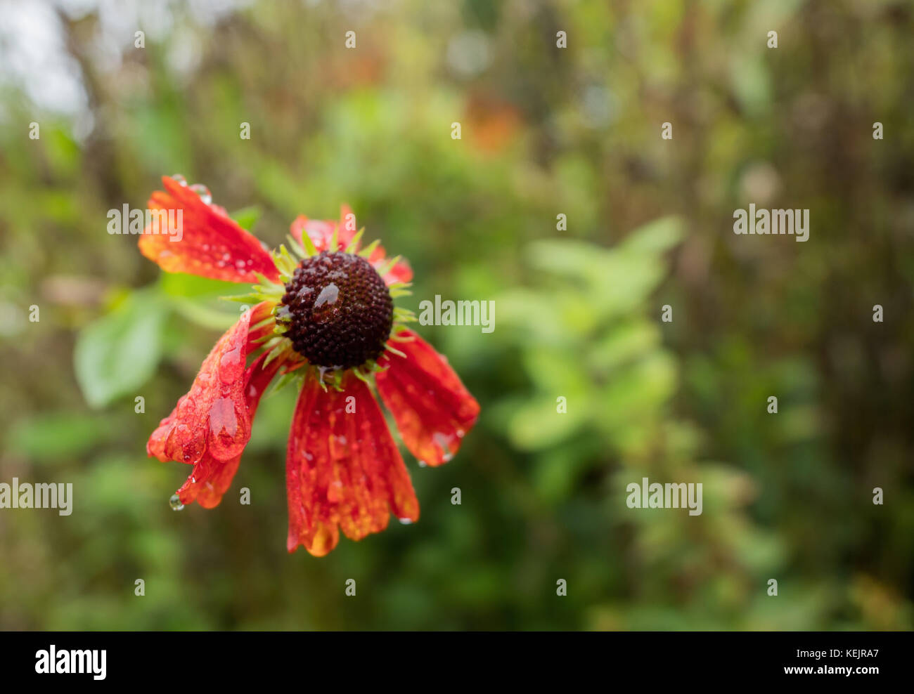 Shrivel flower hi-res stock photography and images - Alamy