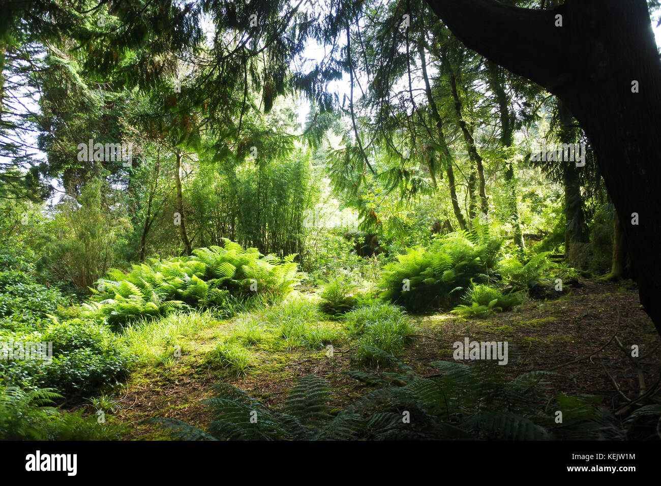 Derreen garden hi-res stock photography and images - Alamy
