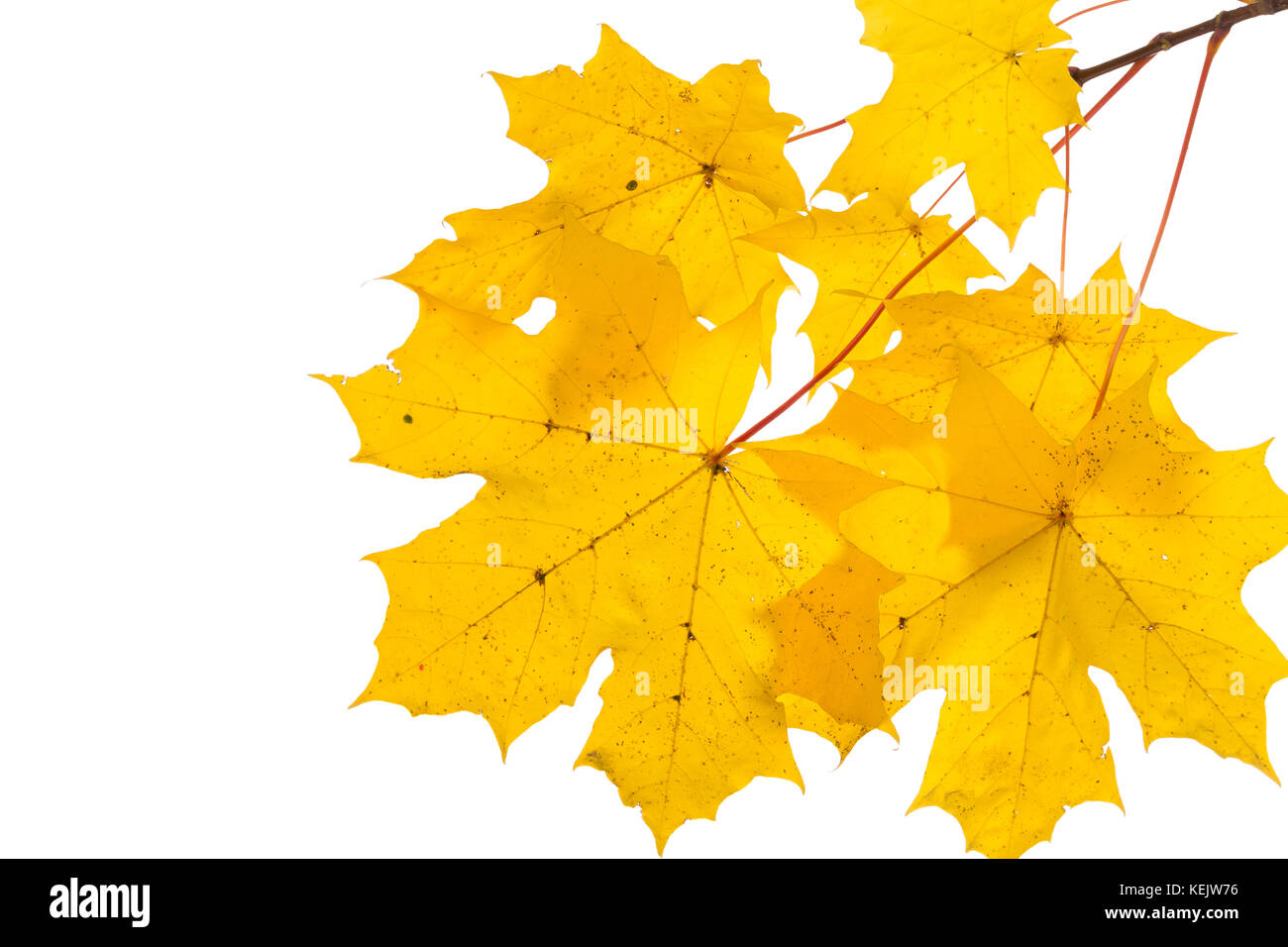 autumn maple leaf isolated on white background Stock Photo - Alamy