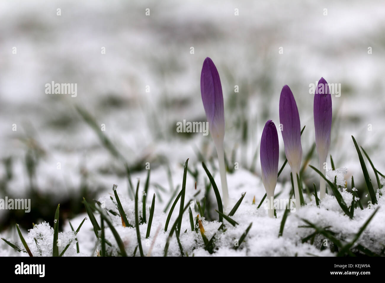 Crocuses / A group of crocuses in the grass Stock Photo - Alamy