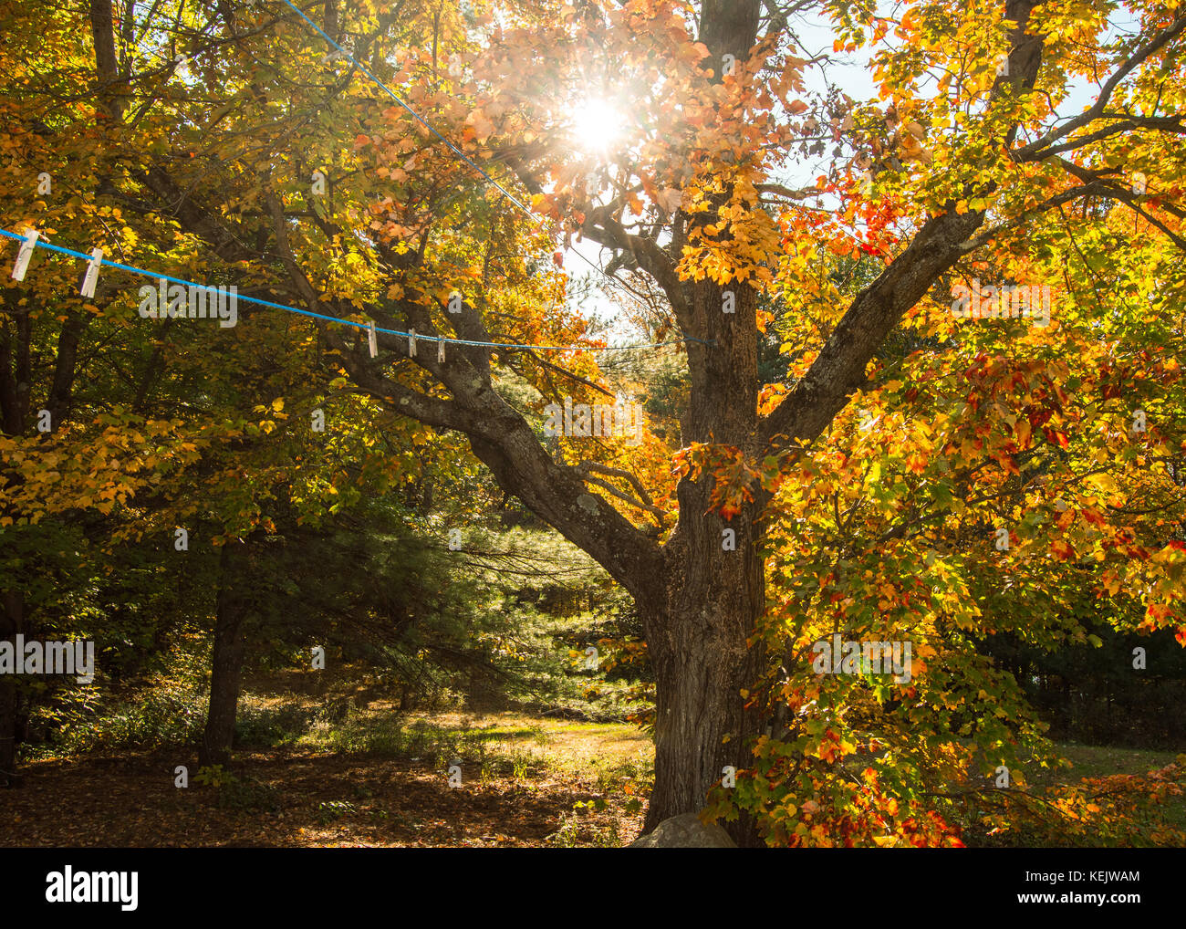 The sun shines through the branches of a maple tree in fall Stock Photo ...