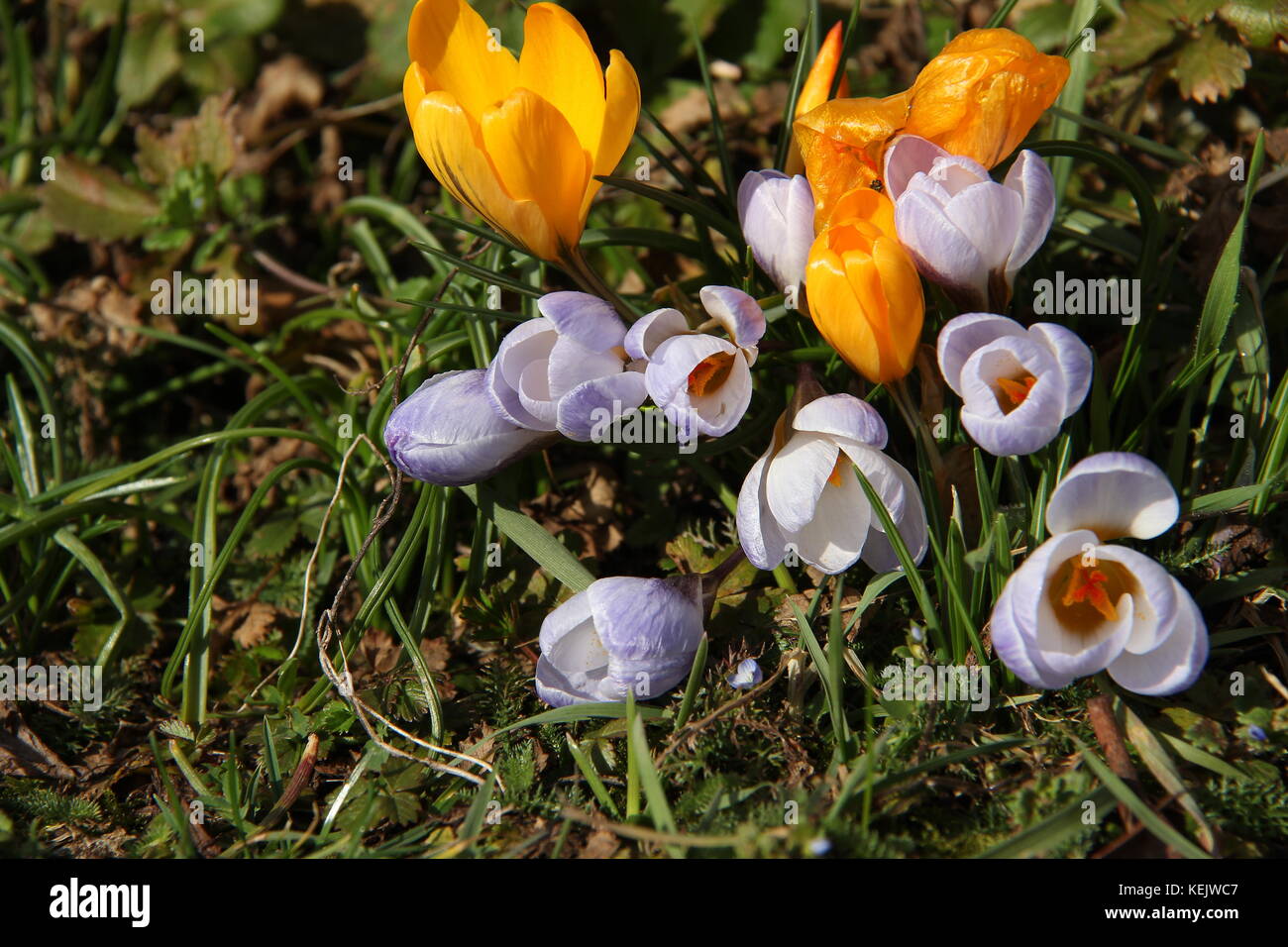 Crocuses / A group of crocuses in the grass Stock Photo - Alamy