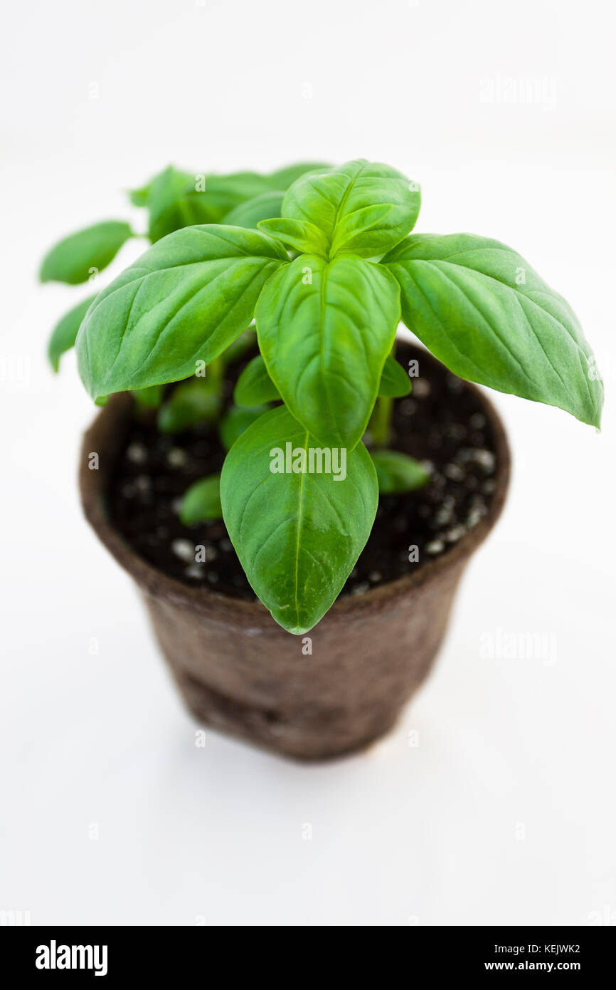 Young basil leaves hi-res stock photography and images - Alamy