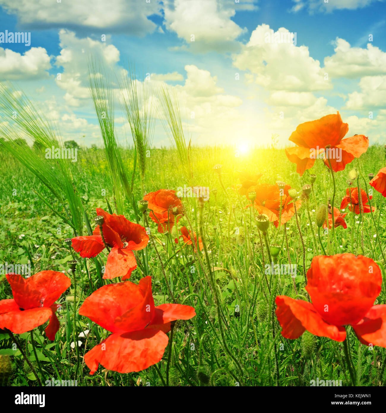 poppies field in rays sun Stock Photo - Alamy
