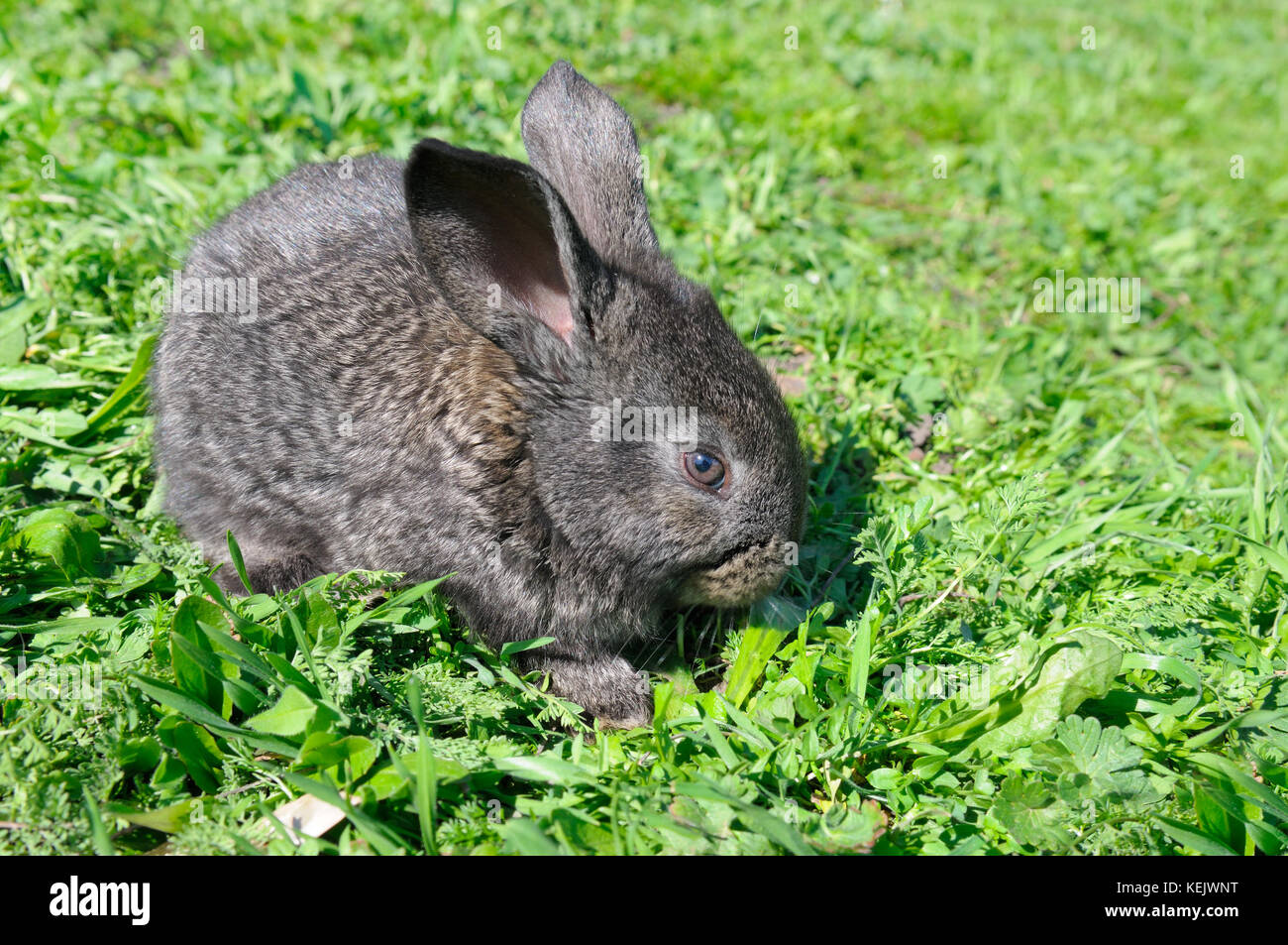 little rabbit on green grass background Stock Photo - Alamy
