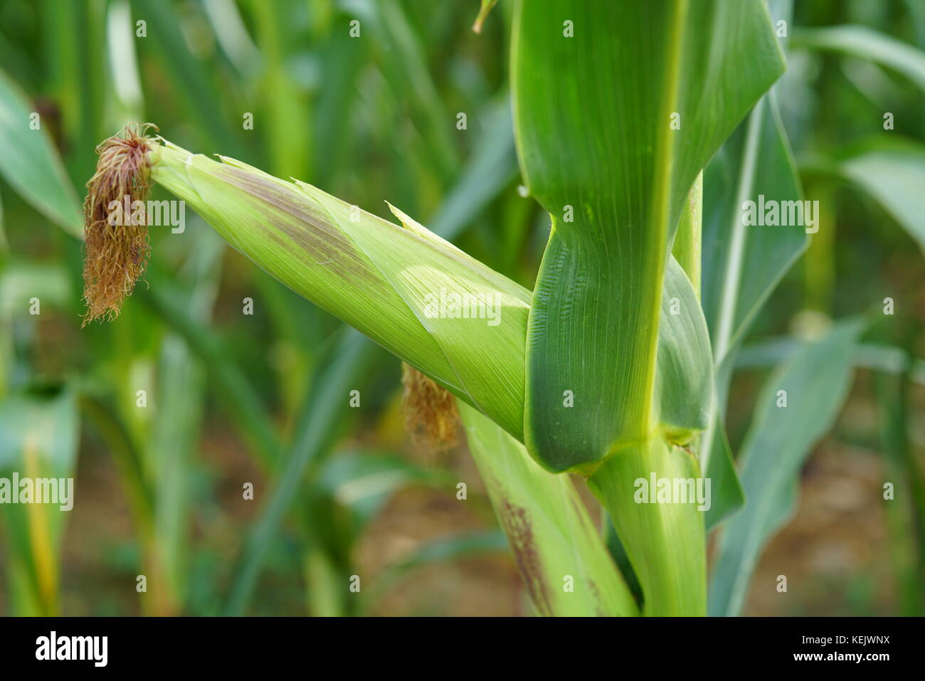 Agriculture / Corn field / corn silage Stock Photo - Alamy