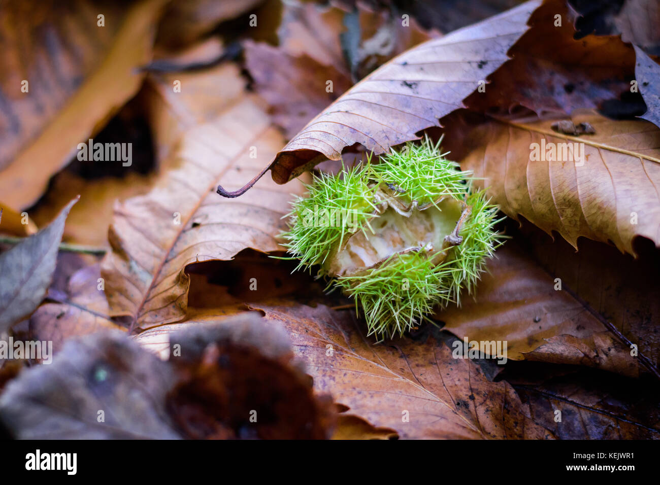 Empty conker shell hi-res stock photography and images - Alamy