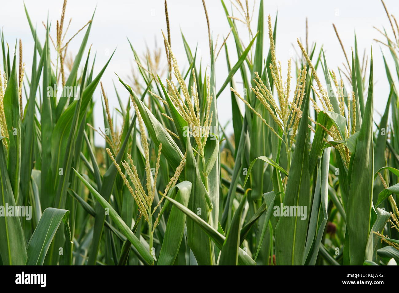 Agriculture / Corn field / corn silage Stock Photo - Alamy