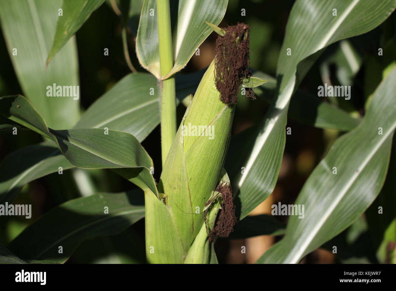 Corn Silage High Resolution Stock Photography and Images - Alamy