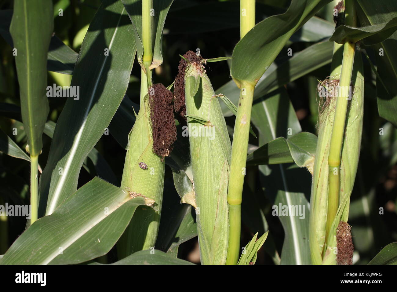 Agriculture / Corn field / corn silage Stock Photo - Alamy