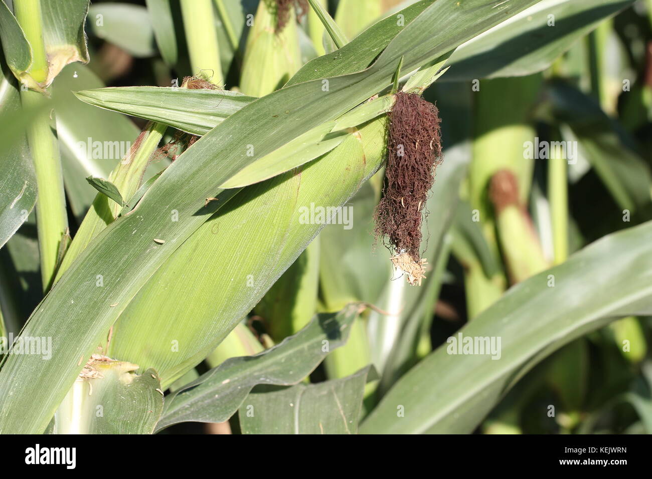 Agriculture / Corn field / corn silage Stock Photo - Alamy