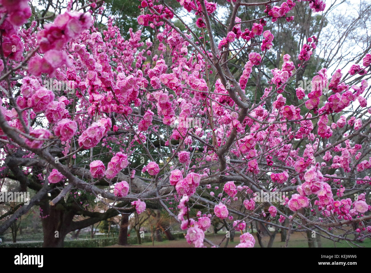 Plum blossom japan hi-res stock photography and images - Alamy
