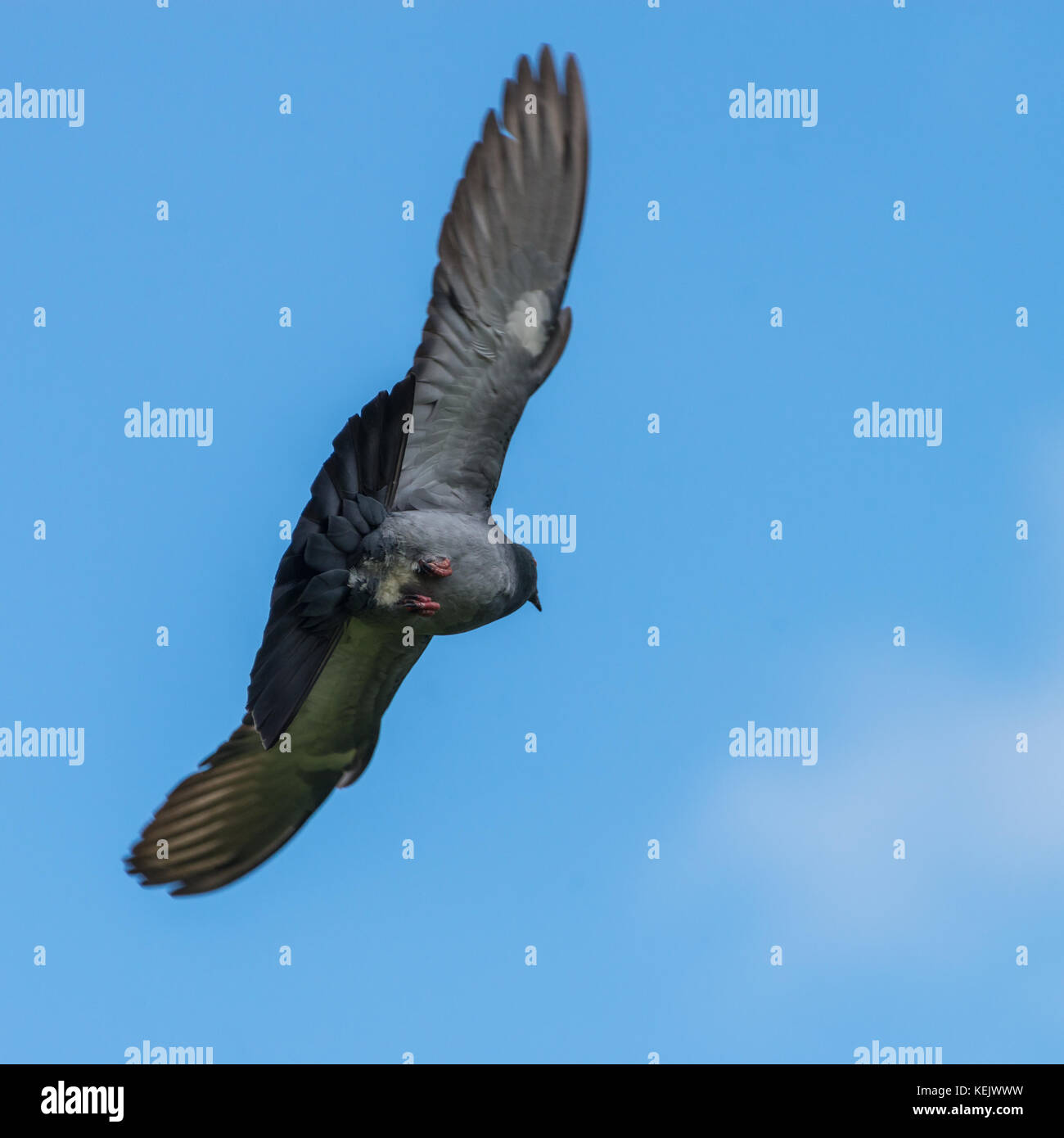 Pigeon flies hi-res stock photography and images - Alamy