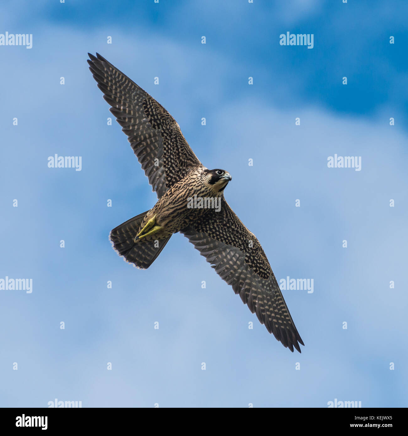 Peregrine falcon peregrine falcon bird of prey flight fly flying hi-res ...