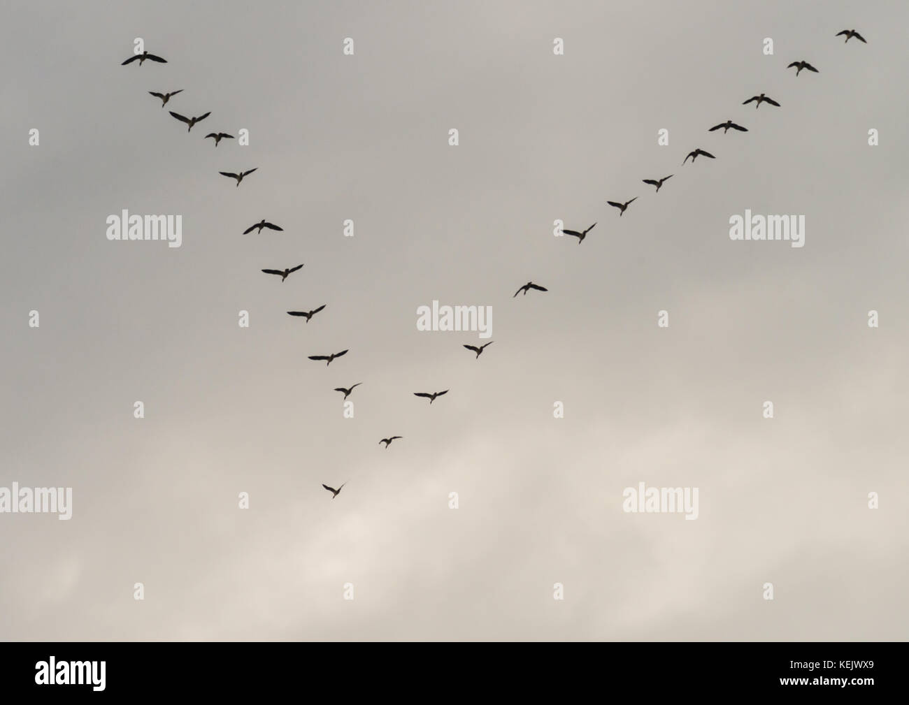 A V shaped formation of geese flock together through a grey sky Stock ...