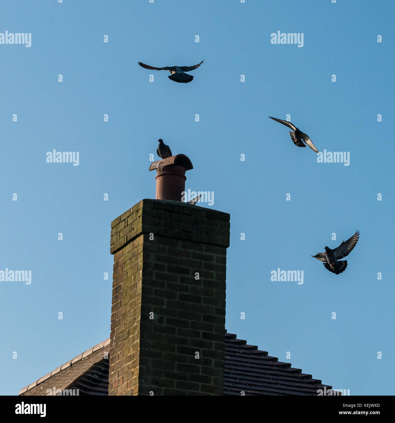 Flying pot hi-res stock photography and images - Alamy