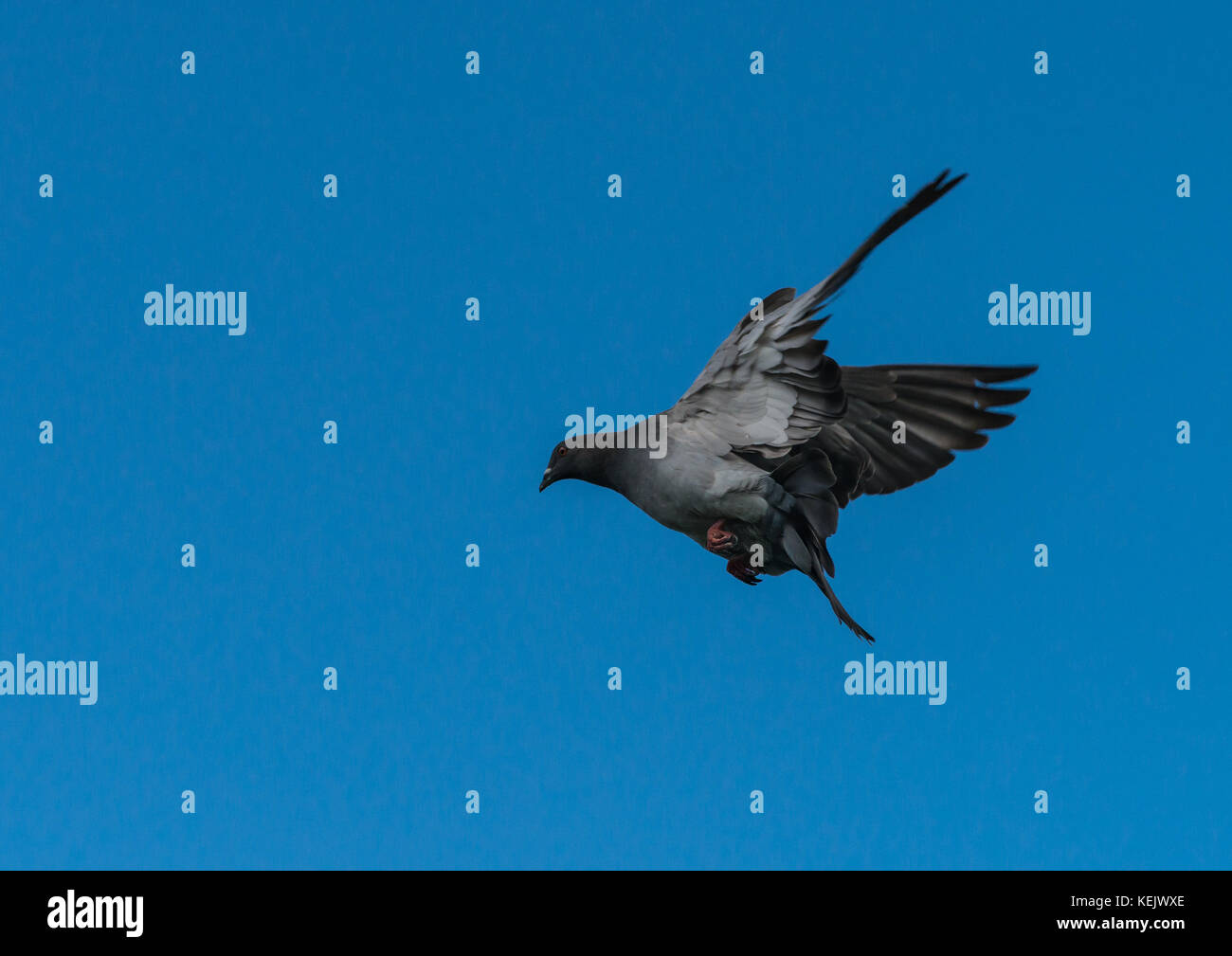 Leaping bird hi-res stock photography and images - Alamy