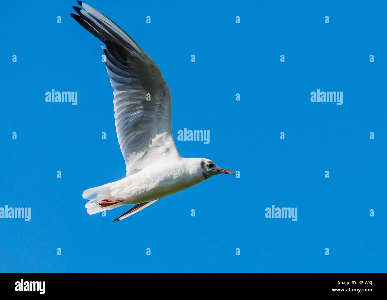 A shot of a black headed gull flying through a blue sky Stock Photo - Alamy