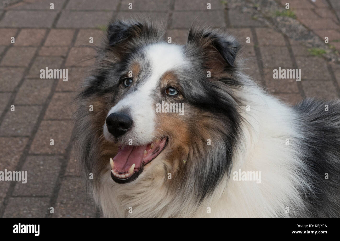 Shetland sheep dog or Sheltie Stock Photo - Alamy