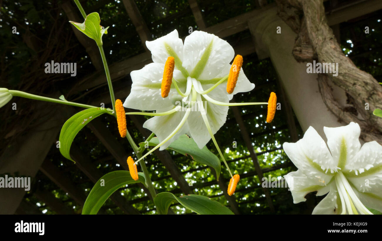 White Turk's cap ilium Stock Photo - Alamy
