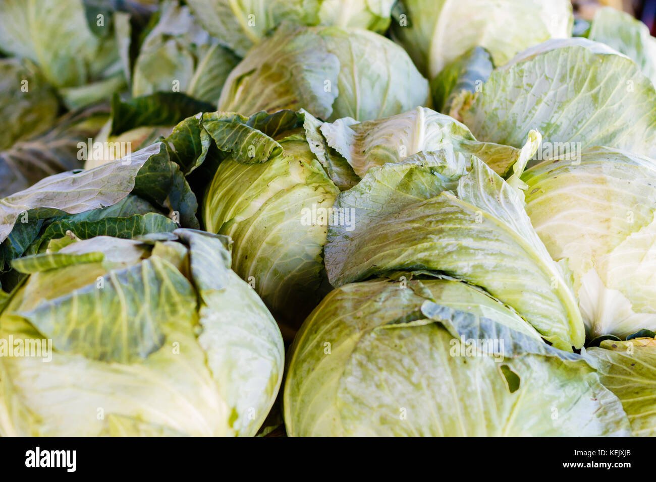 Fresh heads of cabbage at a produce stand Stock Photo - Alamy