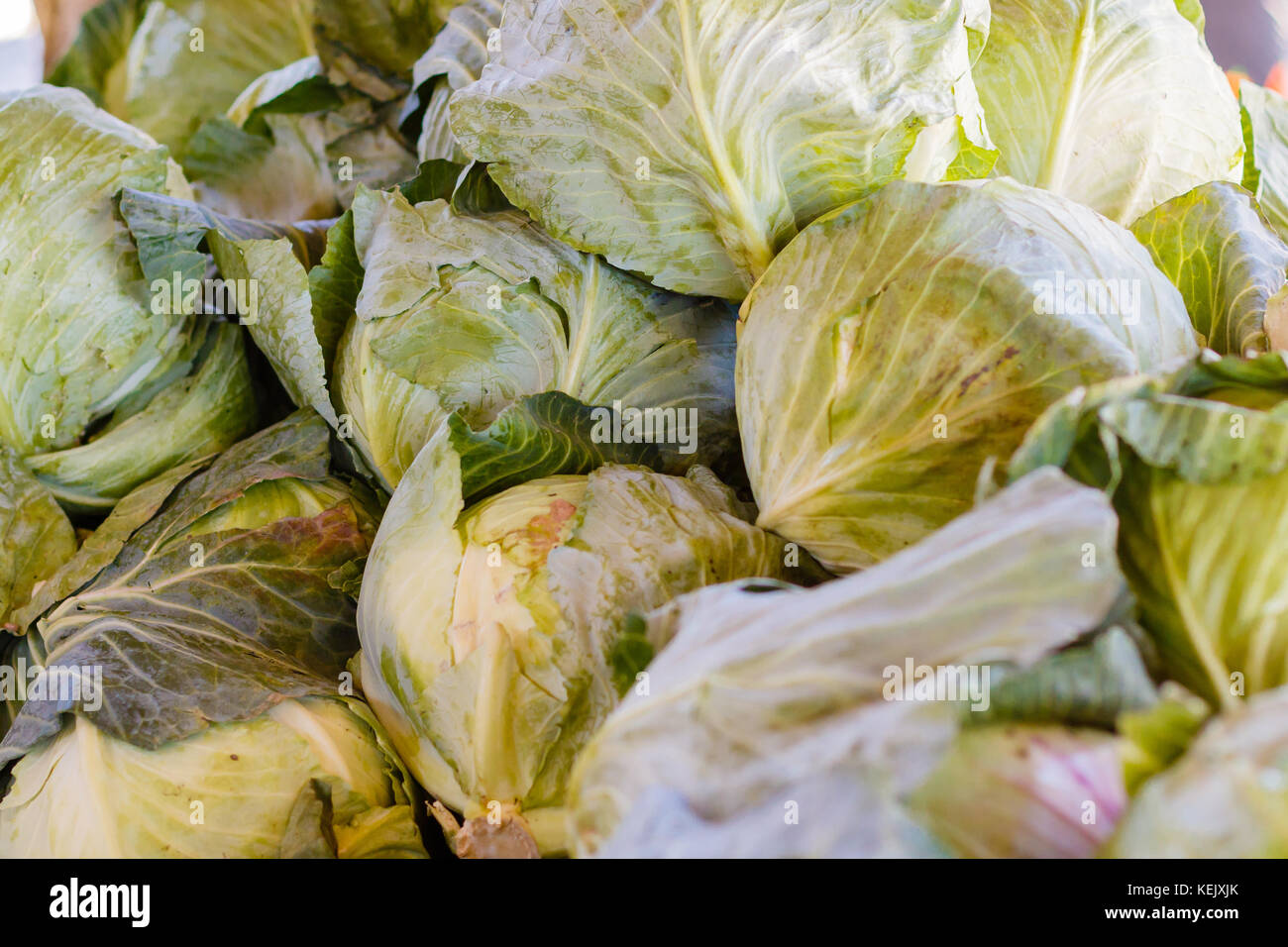 Fresh heads of cabbage at a produce stand Stock Photo - Alamy