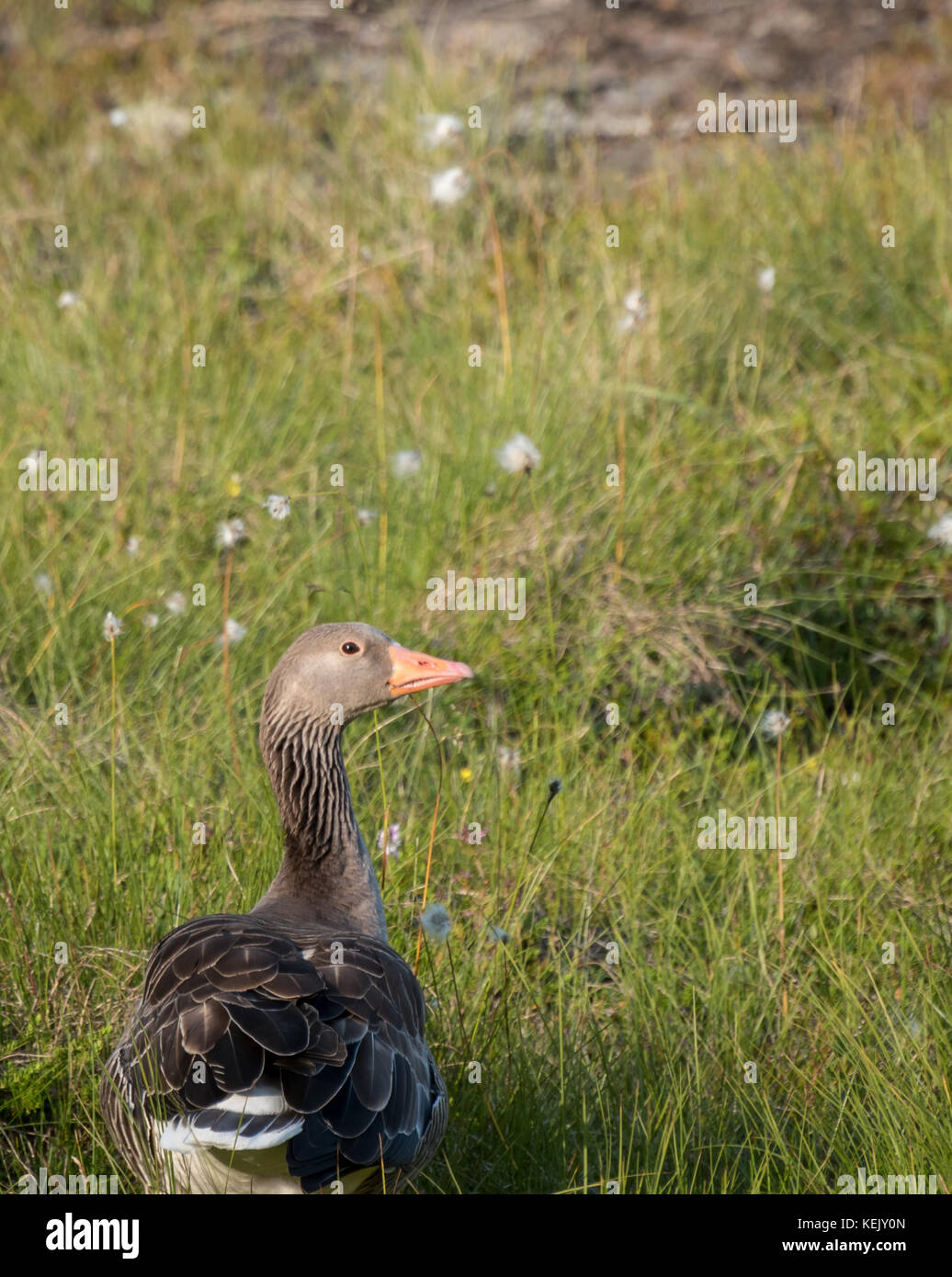 Grey geese in the grass Stock Photo - Alamy