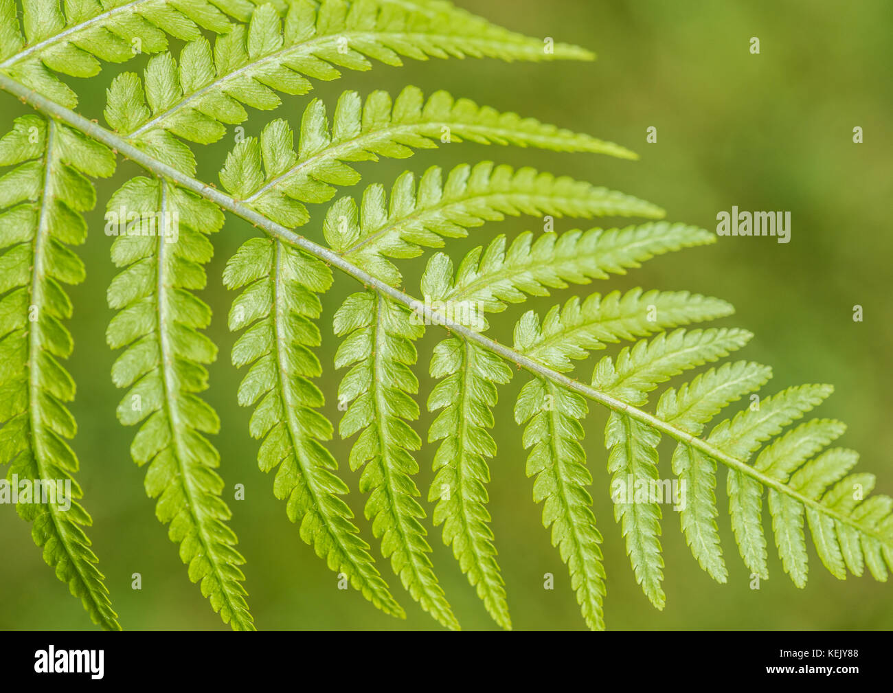 A macro shot of a green fern leaf Stock Photo - Alamy