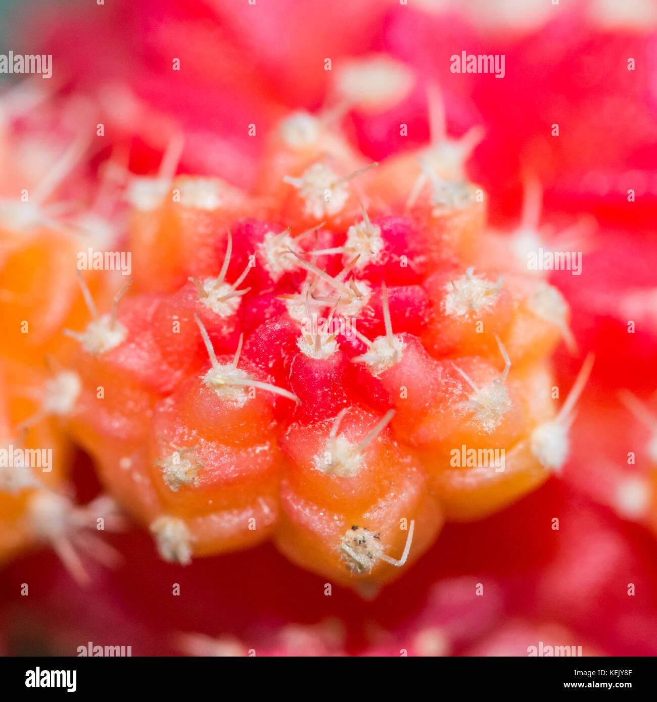Red head cactus hi-res stock photography and images - Alamy