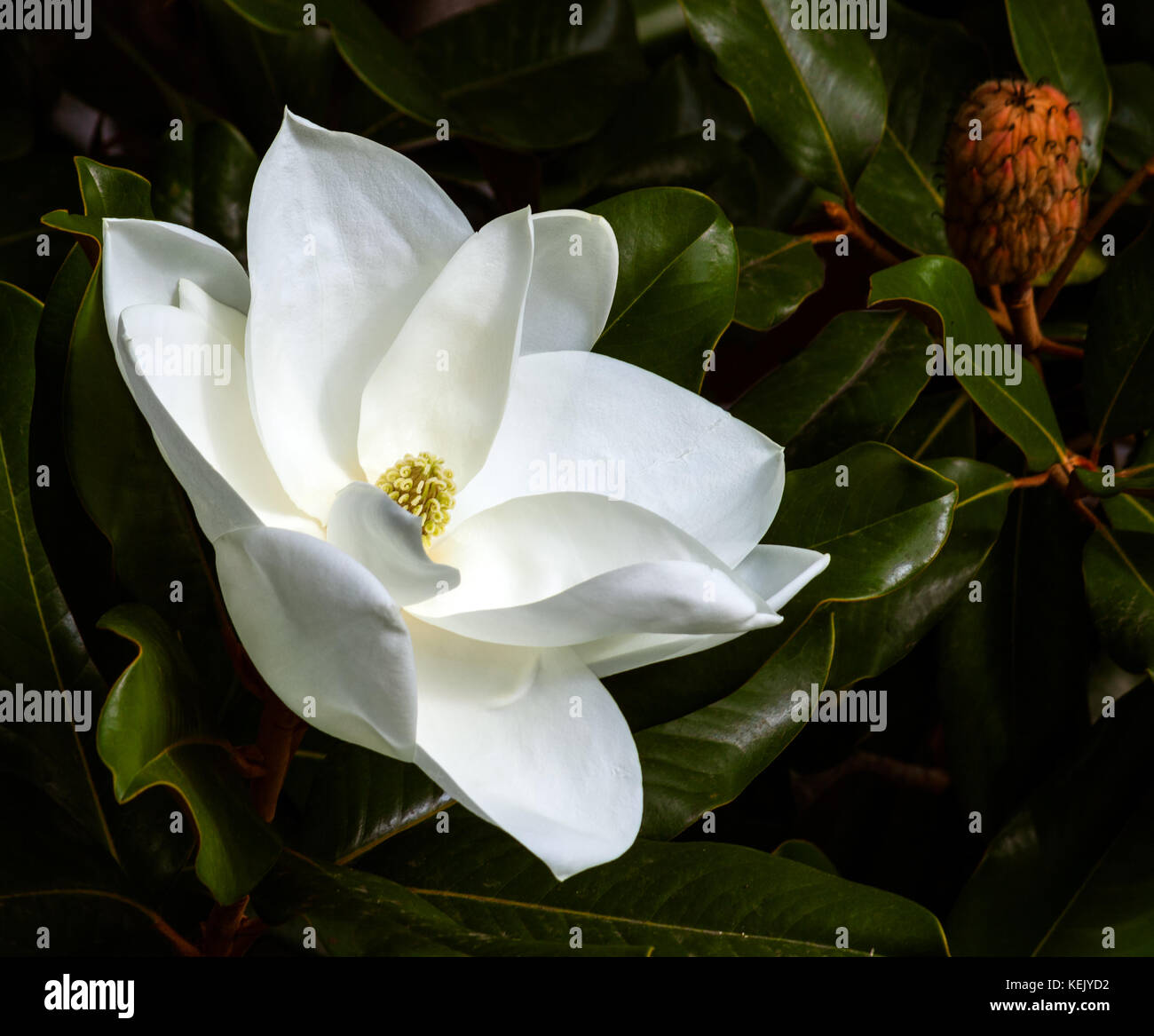Magnolia pod hi-res stock photography and images - Alamy